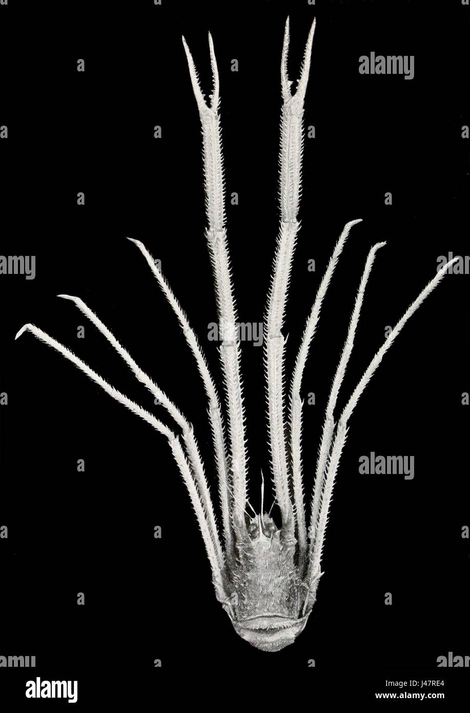 Various species of marine crustaceans hi-res stock photography and ...