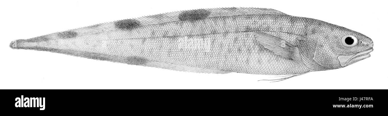 Neobythites hi-res stock photography and images - Alamy