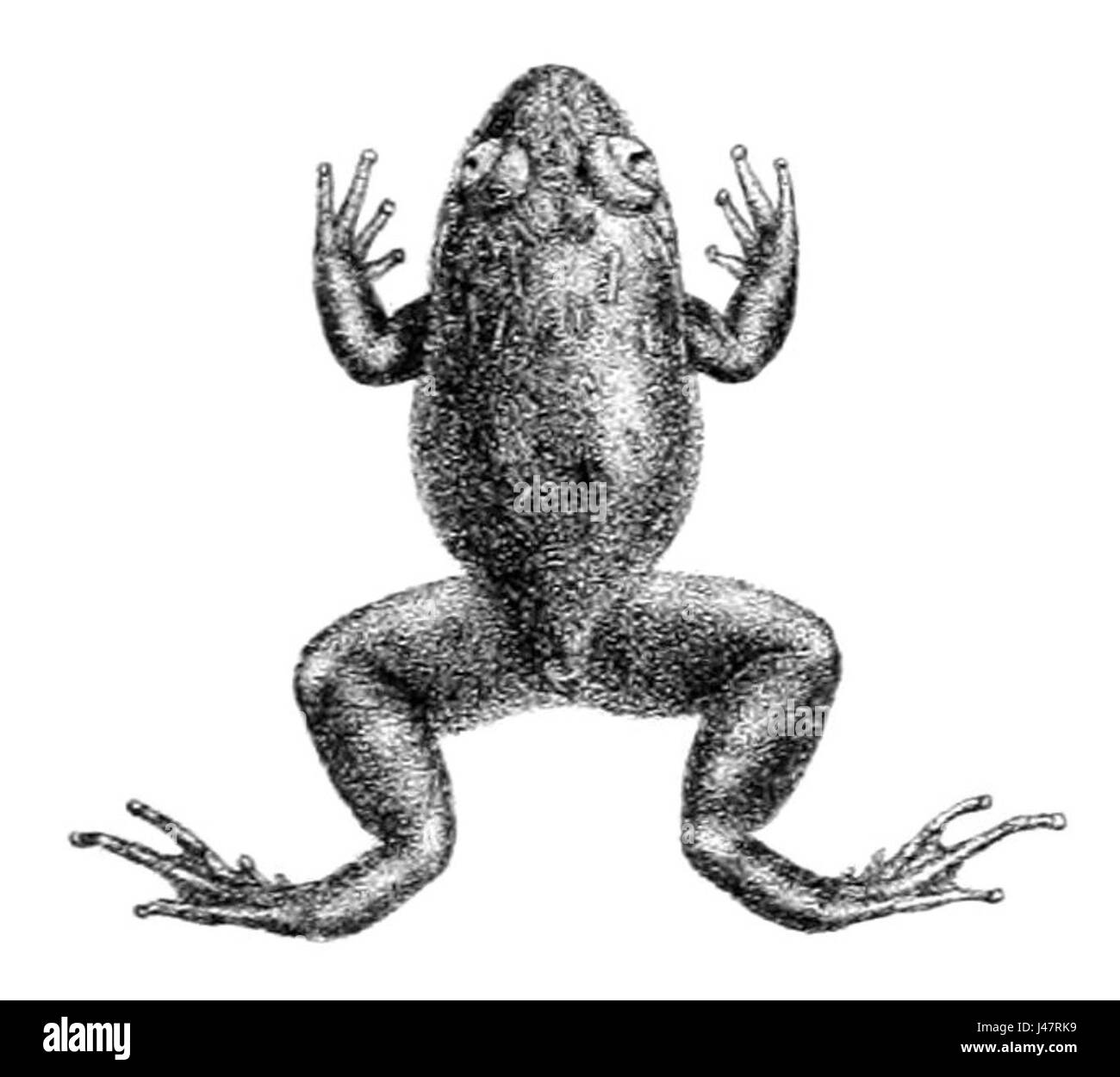 Nyctibatrachus deccanensis is a species of frog native to the Deccan ...