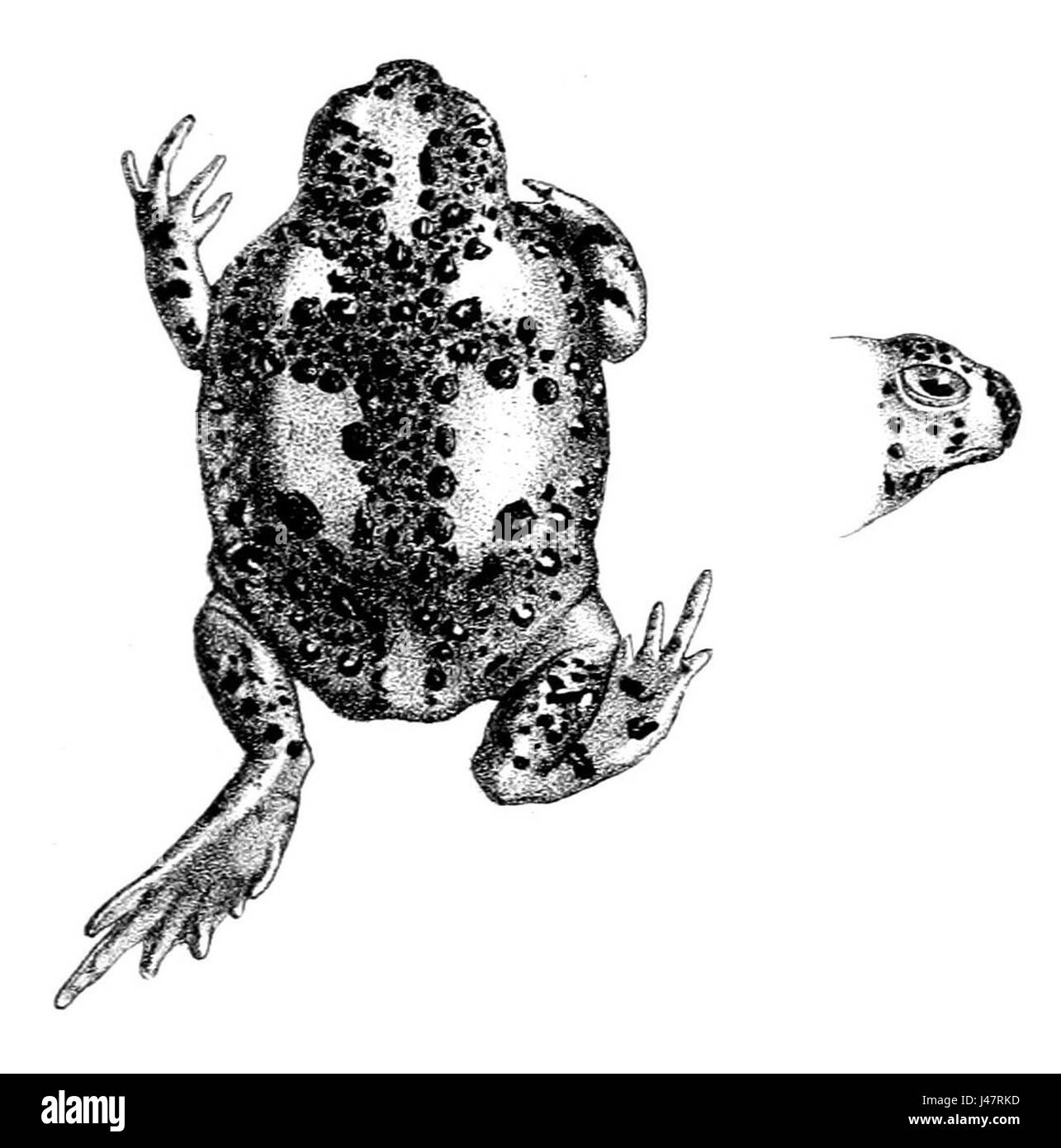 Notaden bennettii, commonly known as Bennett's short-tailed frog, is a ...