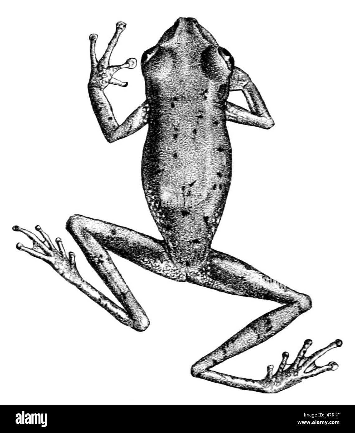 Rainforest biodiversity south america Cut Out Stock Images & Pictures ...