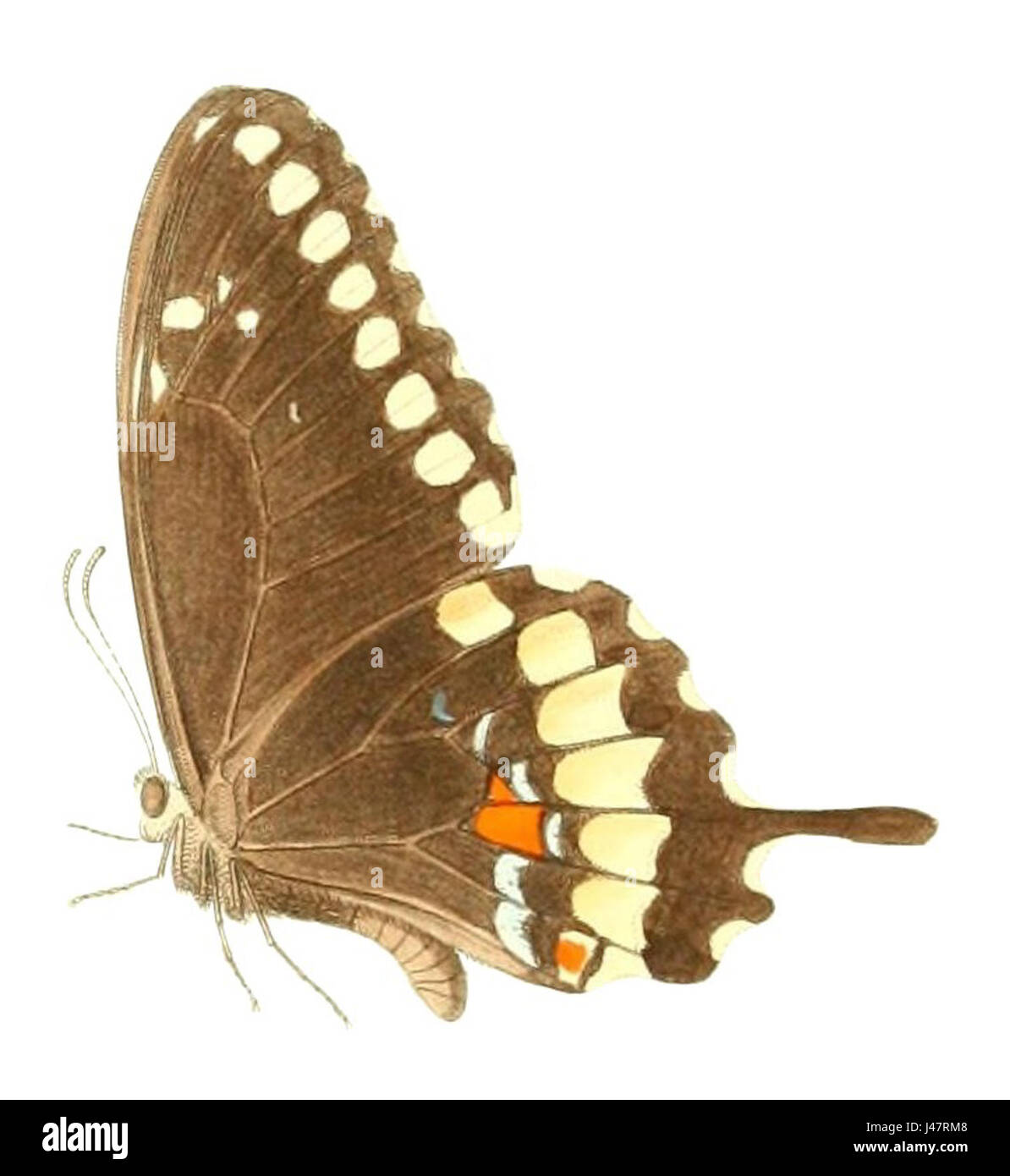 Insect profile hi-res stock photography and images - Alamy