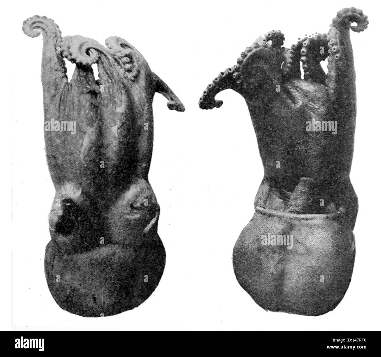 Cephalopod habitats Black and White Stock Photos & Images - Alamy