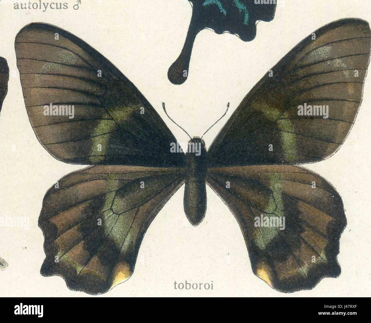 Papilio toboroi Ribbe, 1907 Stock Photo - Alamy