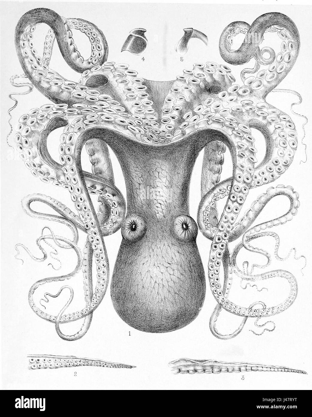 Octopus line art hi-res stock photography and images - Alamy