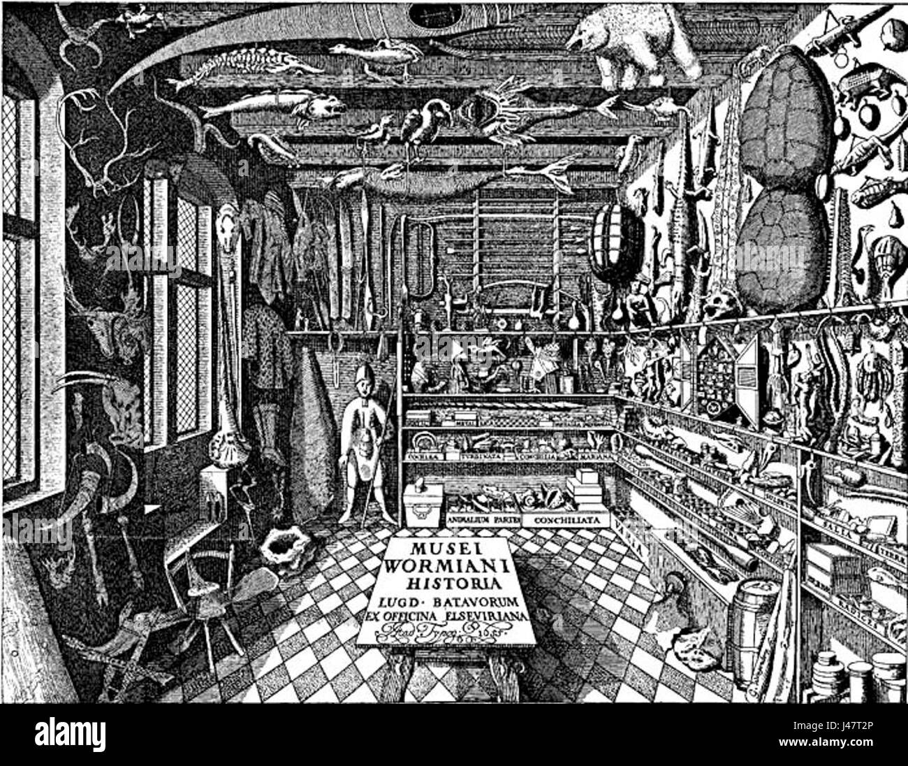 The 'Museum Wormianum' refers to a 17th-century cabinet of curiosities ...
