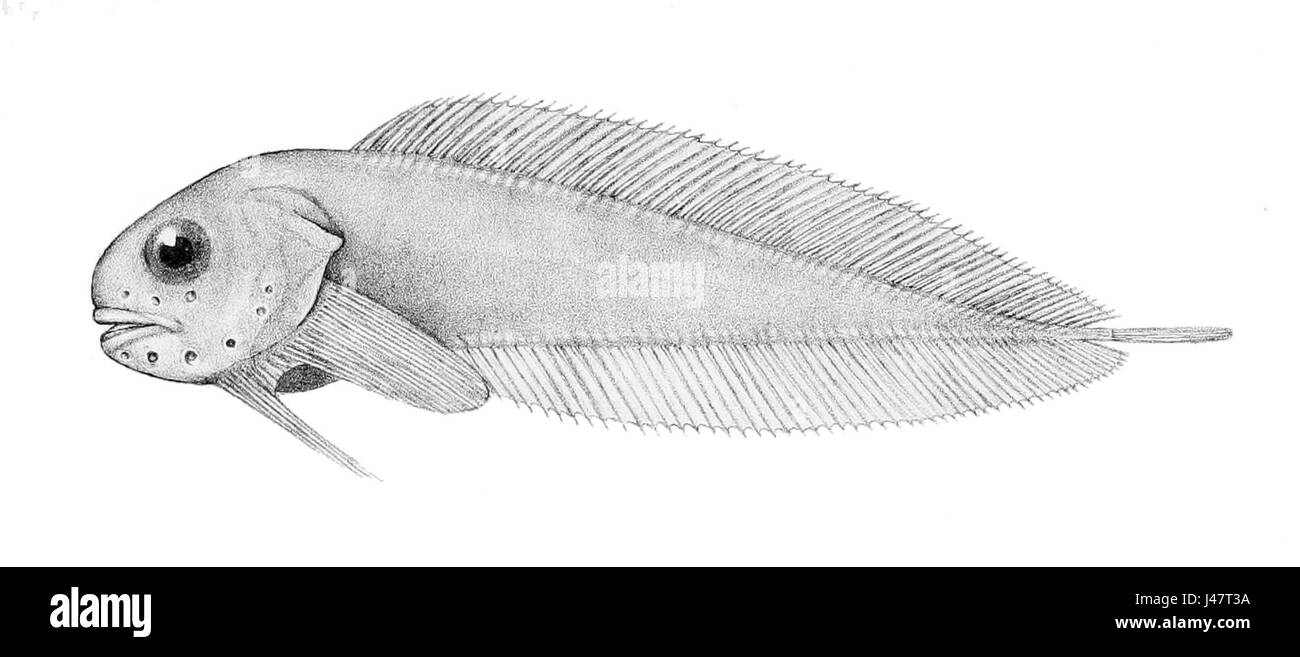 Paraliparis hi-res stock photography and images - Alamy