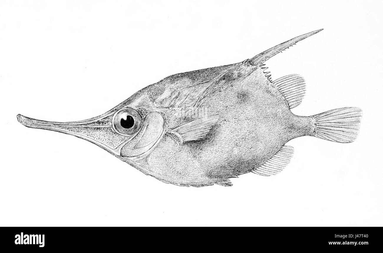 Scientific study on classification Cut Out Stock Images & Pictures - Alamy