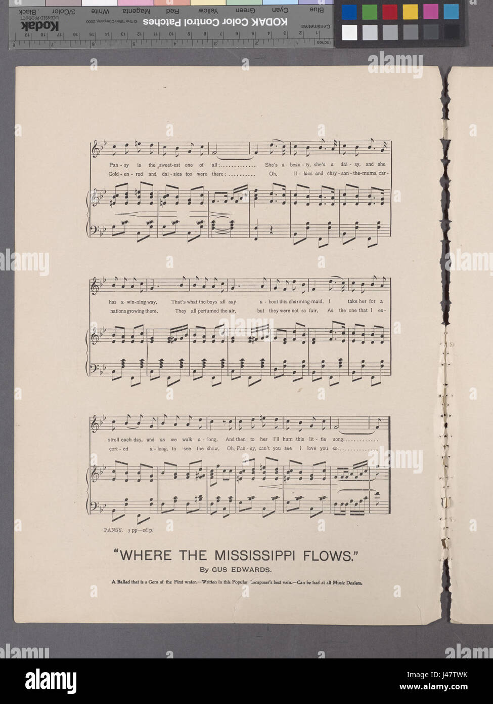 The pansy, illustrated in a botanical print from the New York Public ...