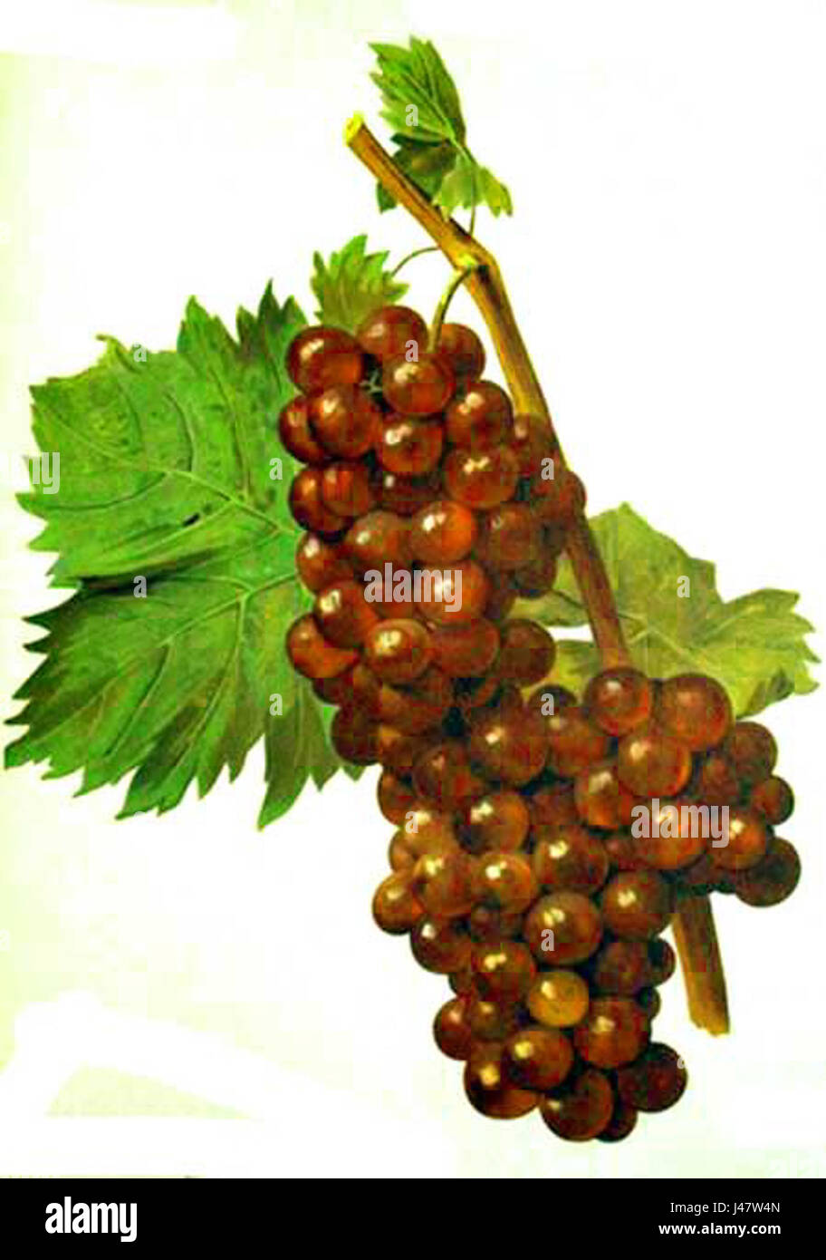 Muscat Rouge de MadÃ¨re is a variety of red wine grape, believed to ...