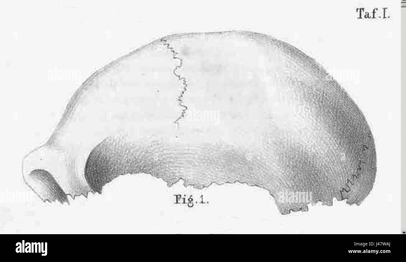 Neandertal 1 Calvarium C Stock Photo - Alamy