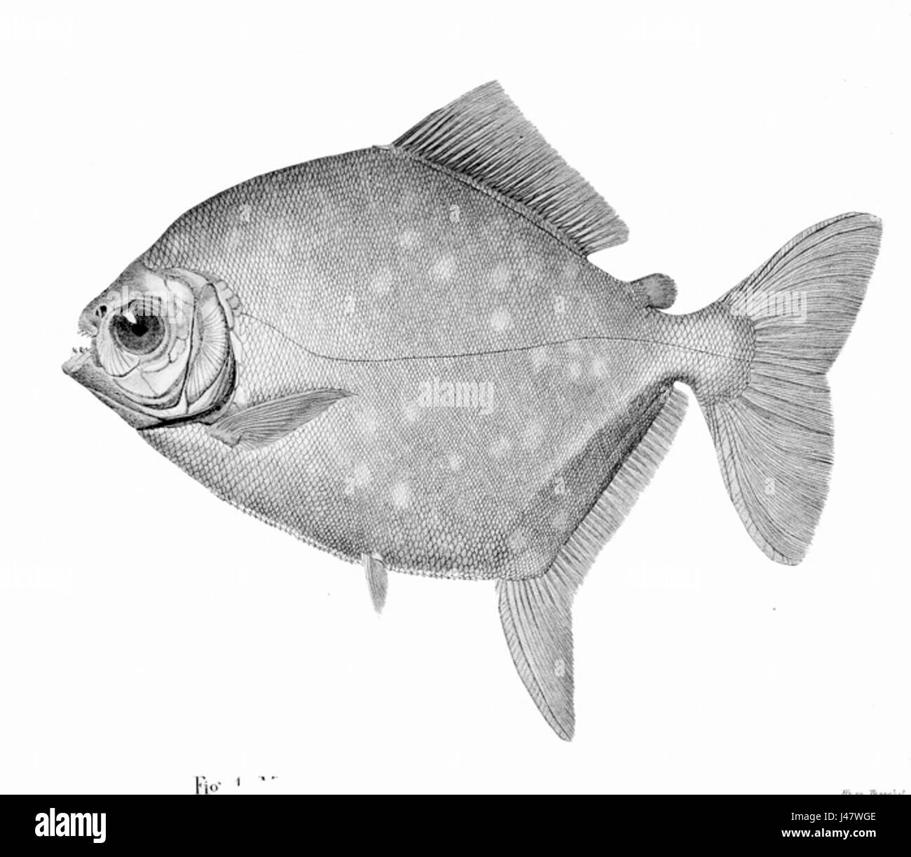 Myleus asterias hi-res stock photography and images - Alamy