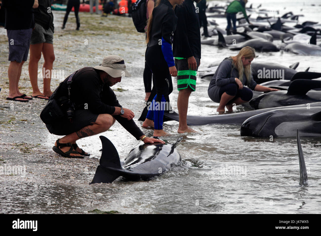 Picture by Tim Cuff - 10 & 11 February 2017 - Mass pilot whale ...