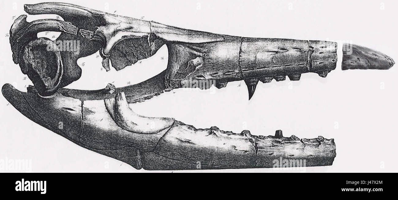 Mosasaurus discovery hi-res stock photography and images - Alamy