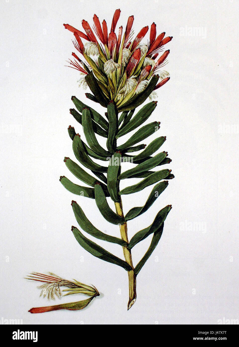 Mimetes species hi-res stock photography and images - Alamy