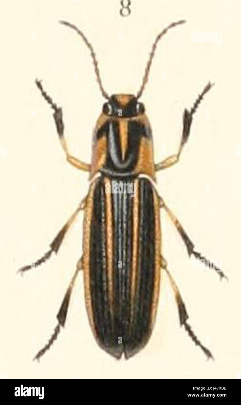 Monocrepidius flavo vittatus Stock Photo - Alamy