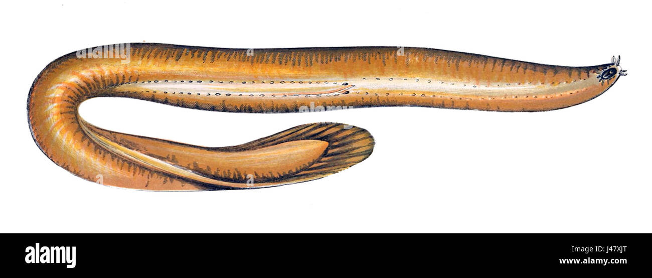 Myxine hi-res stock photography and images - Alamy