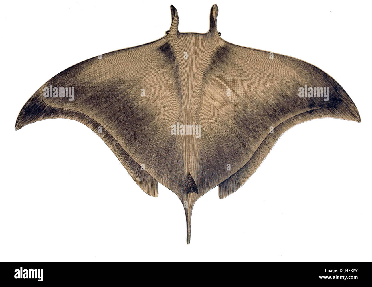 Giant devil ray Cut Out Stock Images & Pictures - Alamy
