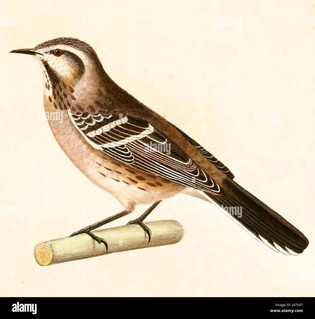 Mimus thenca 1847 Stock Photo - Alamy