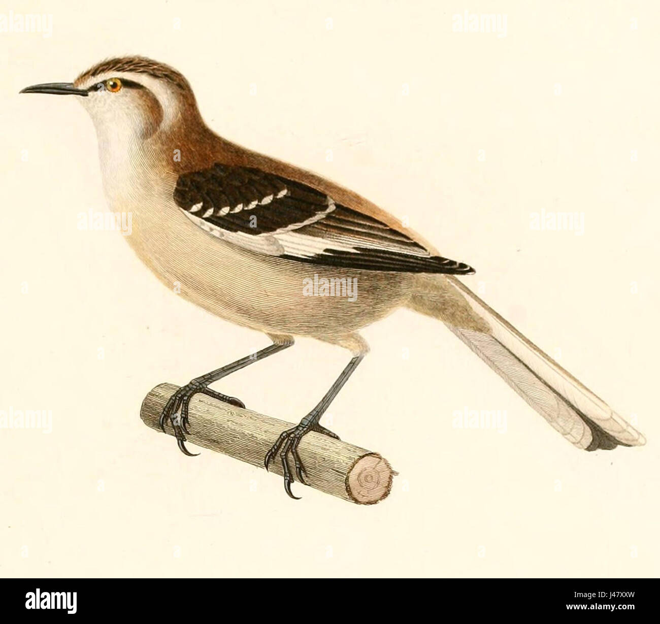 Mimus dorsalis 1847 Stock Photo - Alamy