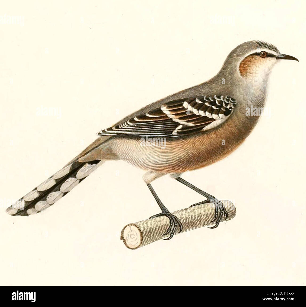 Mimus patagonicus, commonly known as the Patagonian Mockingbird, was ...