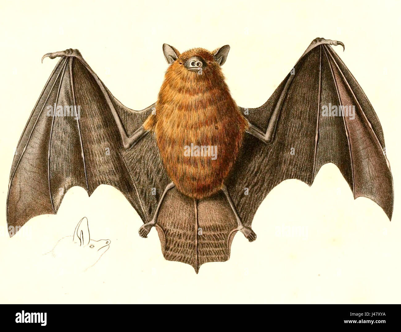 Myotis ruber hi-res stock photography and images - Alamy