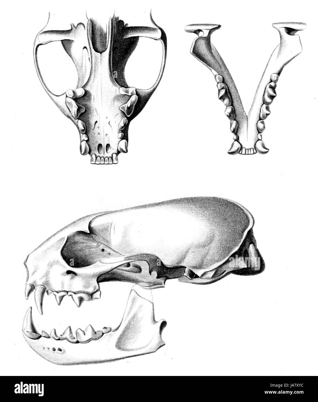 This refers to the skull of a Mustela frenata, a species of mustelid ...
