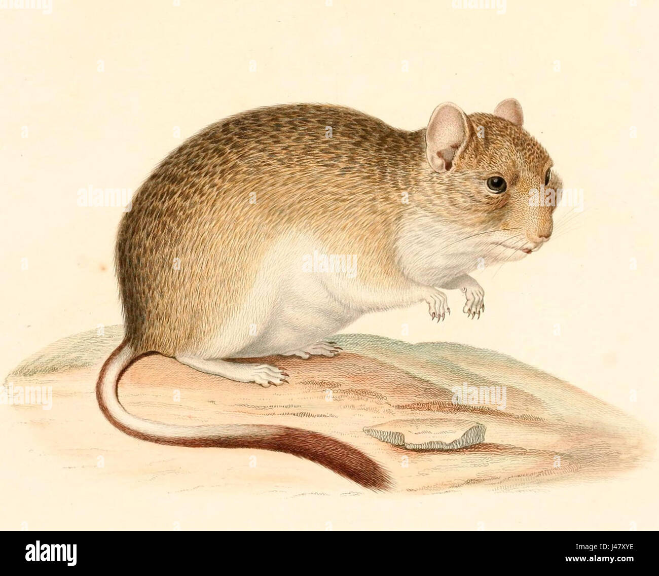 Octodontomys gliroides, also known as the rock cavy, is a rodent ...