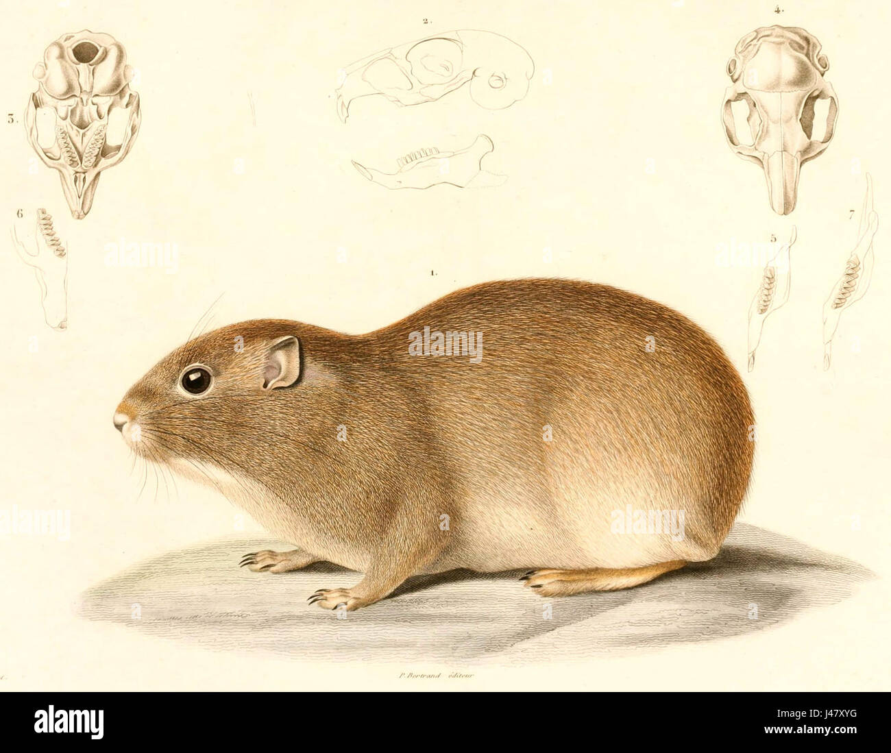 Microcavia hi-res stock photography and images - Alamy