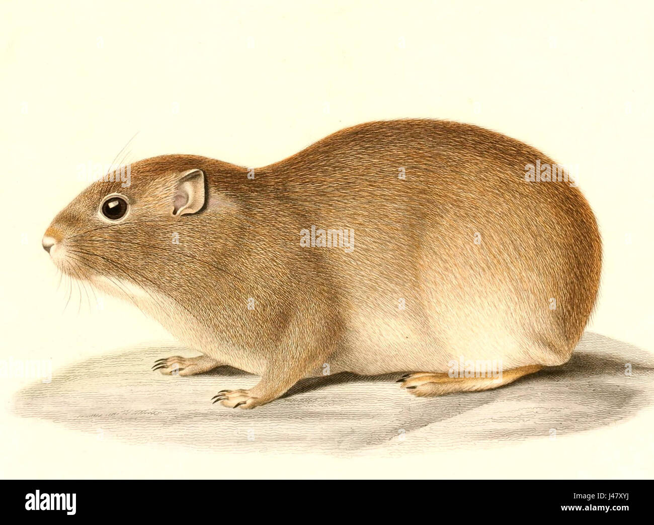 Microcavia australis 1847 cropping Stock Photo - Alamy
