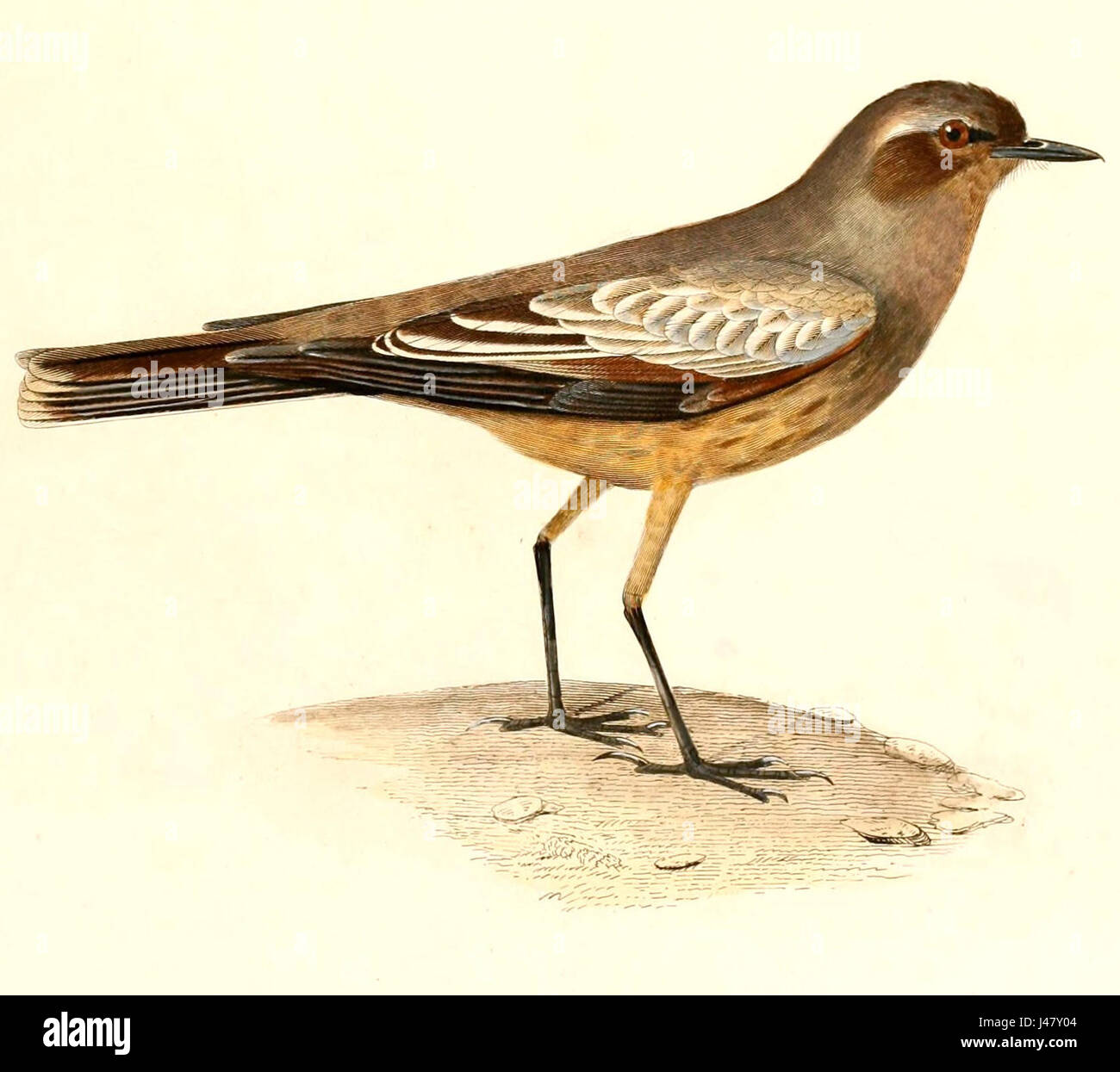 Neoxolmis rufiventris is a bird species, also known as the red-tailed ...