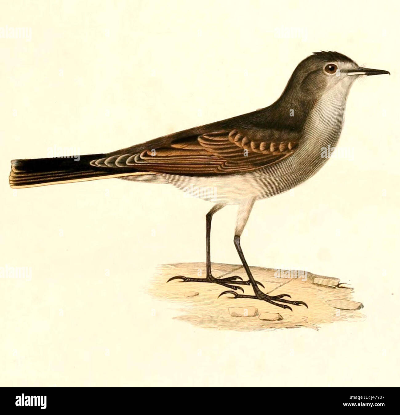 Muscisaxicola maculirostris 1847 Stock Photo - Alamy