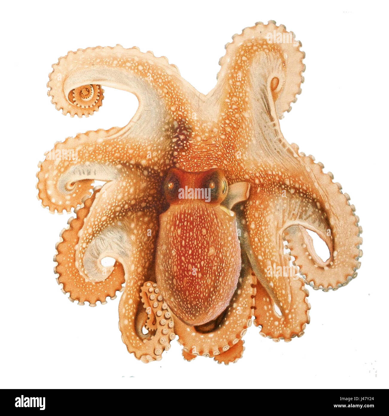 Octopus behavior Cut Out Stock Images & Pictures - Alamy