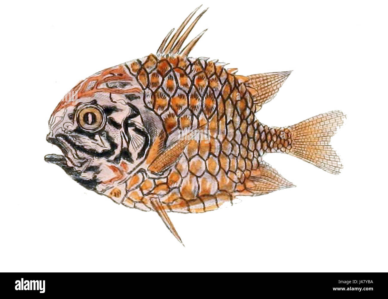 Japanese biodiversity Cut Out Stock Images & Pictures - Alamy