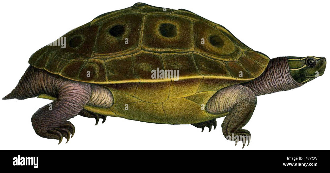 Morenia ocellata white background Stock Photo - Alamy