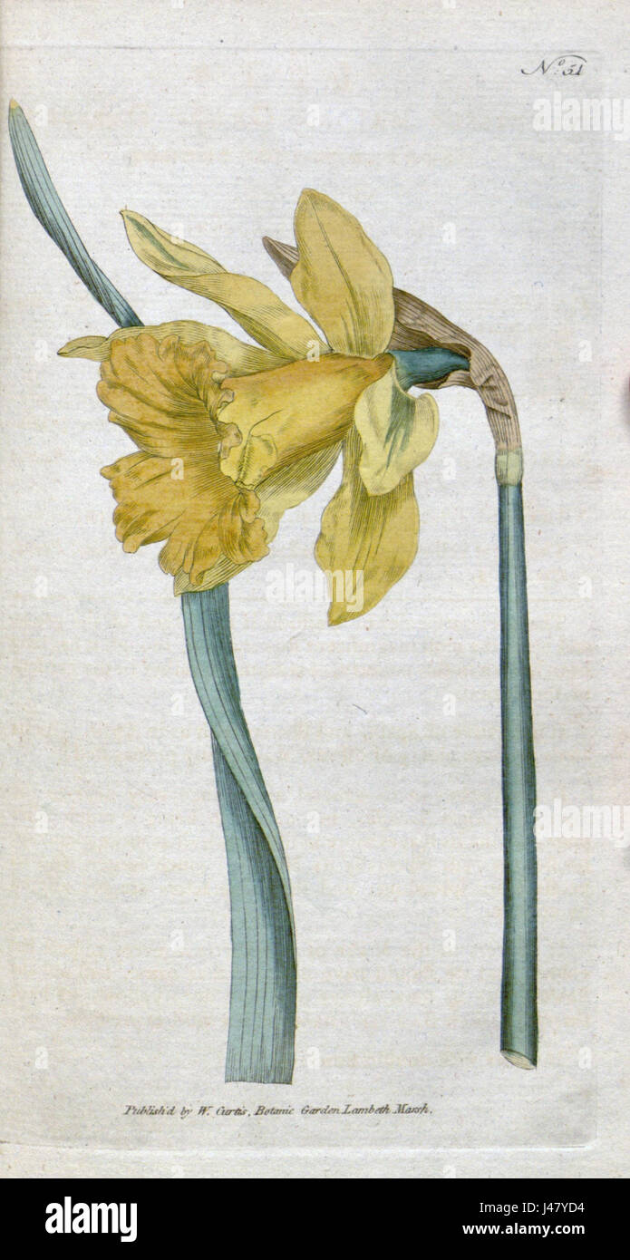 This refers to a botanical illustration or study of the Narcissus major ...