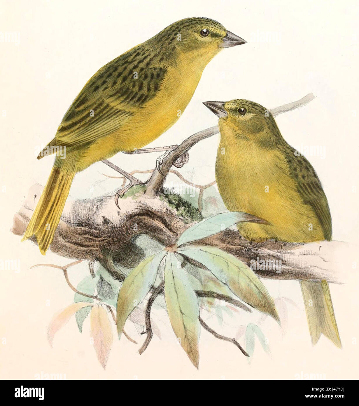 Nesospiza acunhae, commonly known as the AcuÃ±a's finch, is a species ...