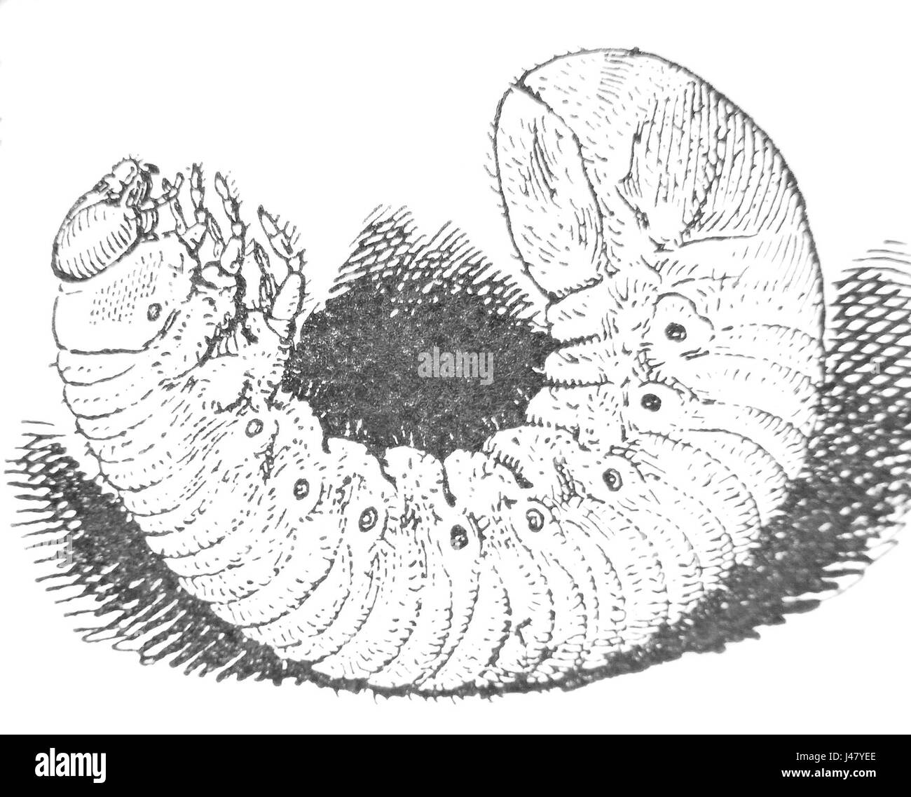 Forest ecosystem role Black and White Stock Photos & Images - Alamy