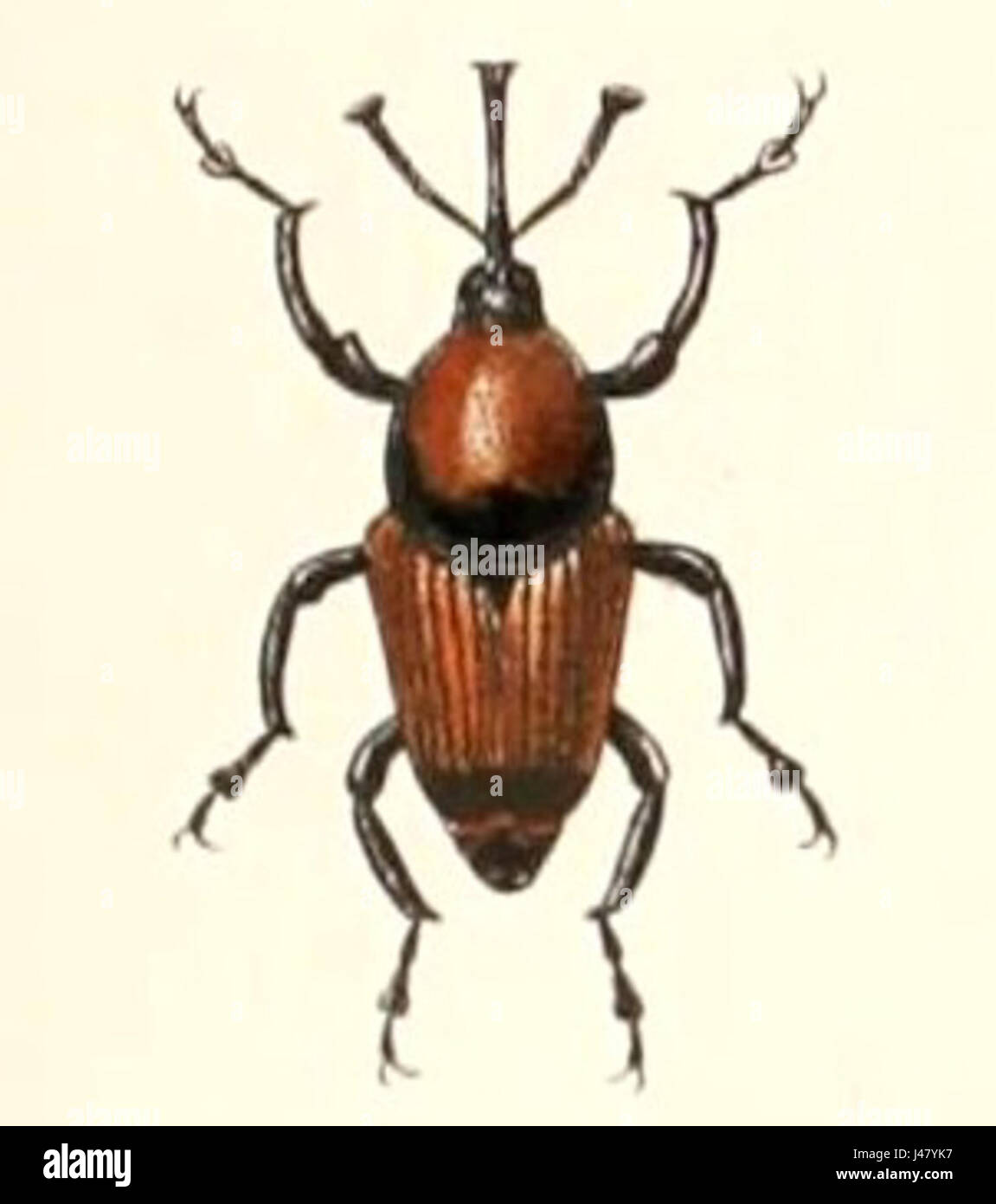 'Otidognathus collaris' is a species of extinct bird from the ...