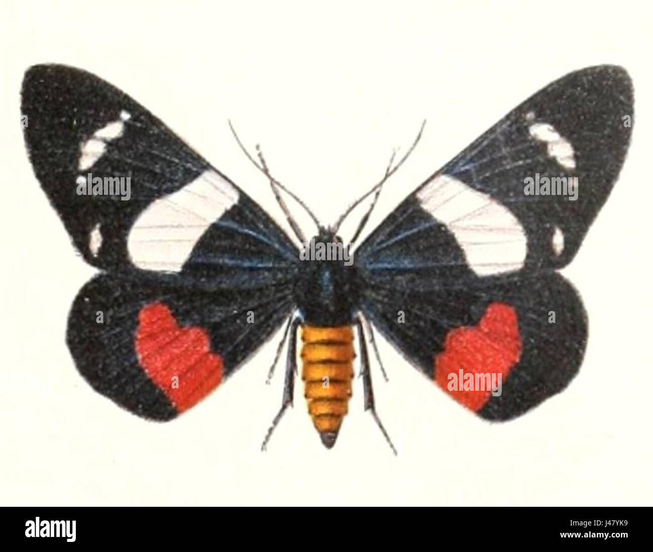 Milionia elegans is a species of moth, with this image depicting a ...