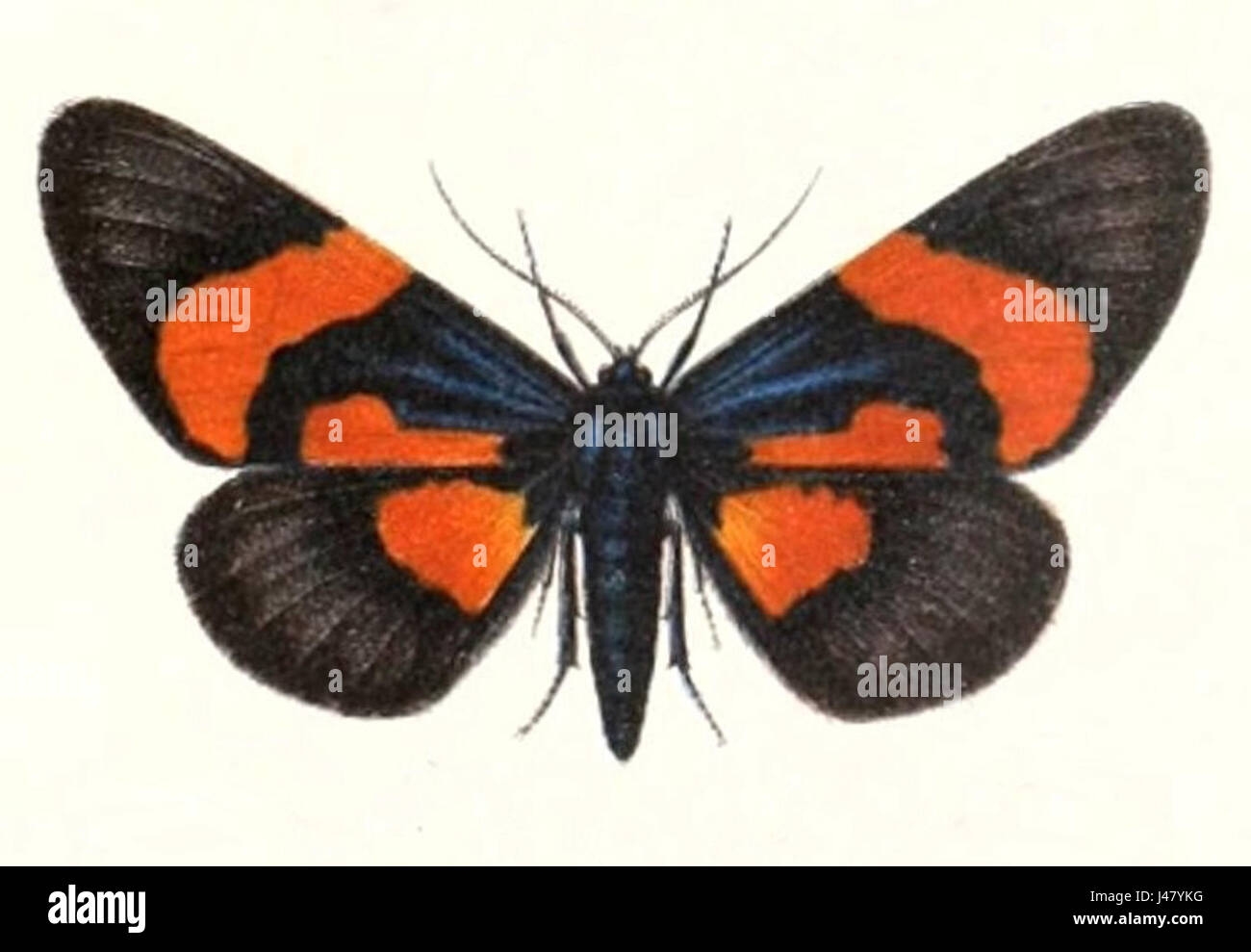 Milionia celebensis female 1895 Stock Photo - Alamy