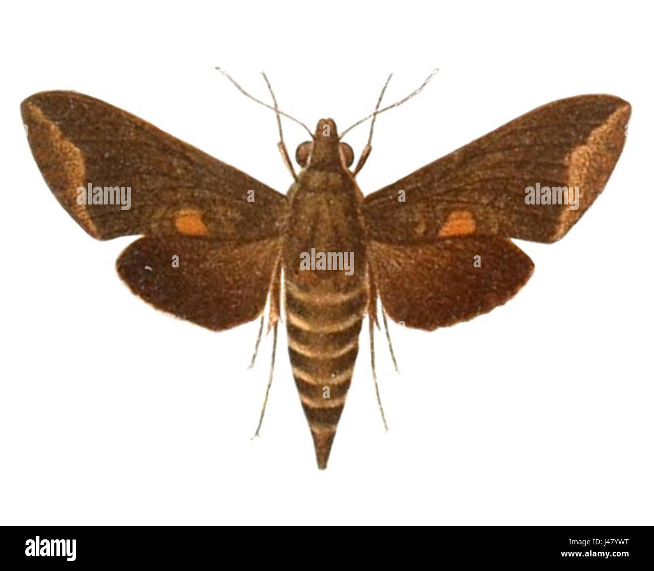 Moth species identification hi-res stock photography and images - Alamy
