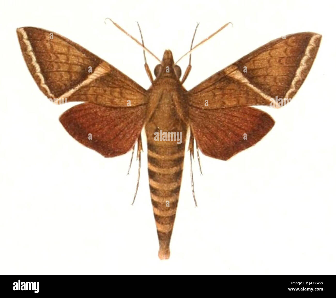 Nephele rectangulata 1895 Stock Photo - Alamy