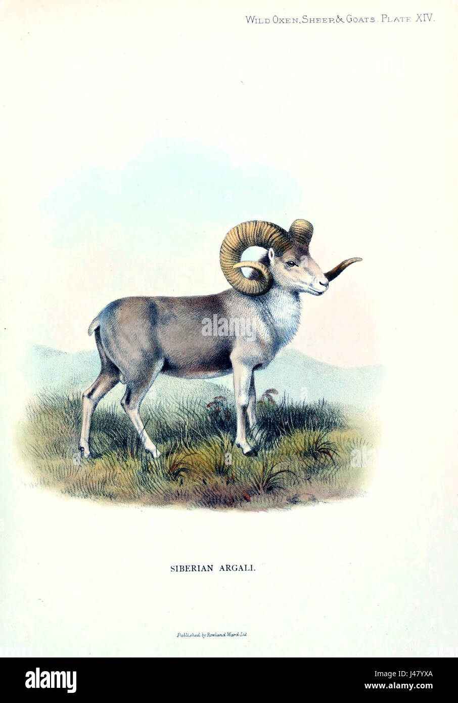 Ovis ammon ammon by Joseph Smit Stock Photo - Alamy