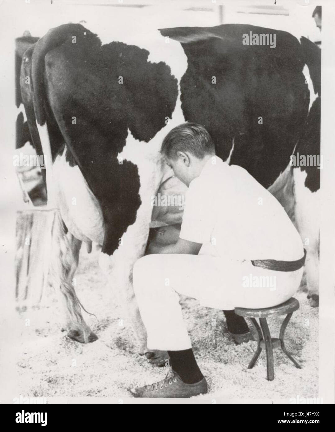 Milking Cow 1954 Stock Photo - Alamy
