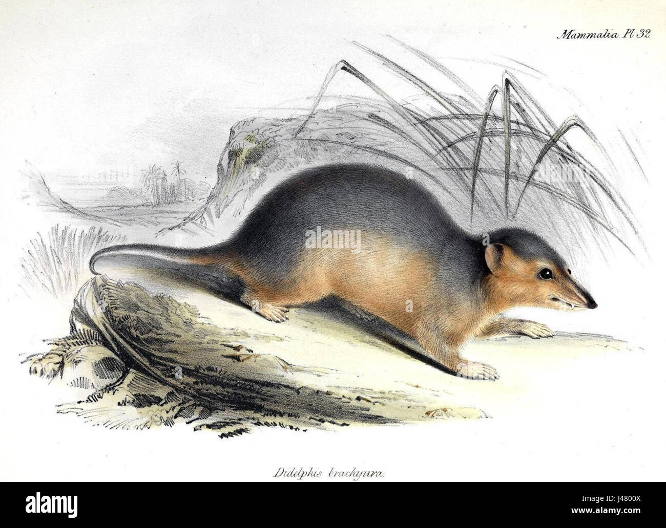 Monodelphis hi-res stock photography and images - Alamy