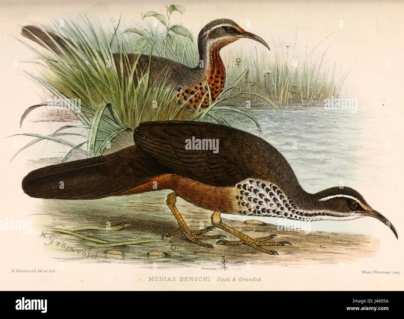 'Monias benschi 1912' refers to a scientific illustration of the ...