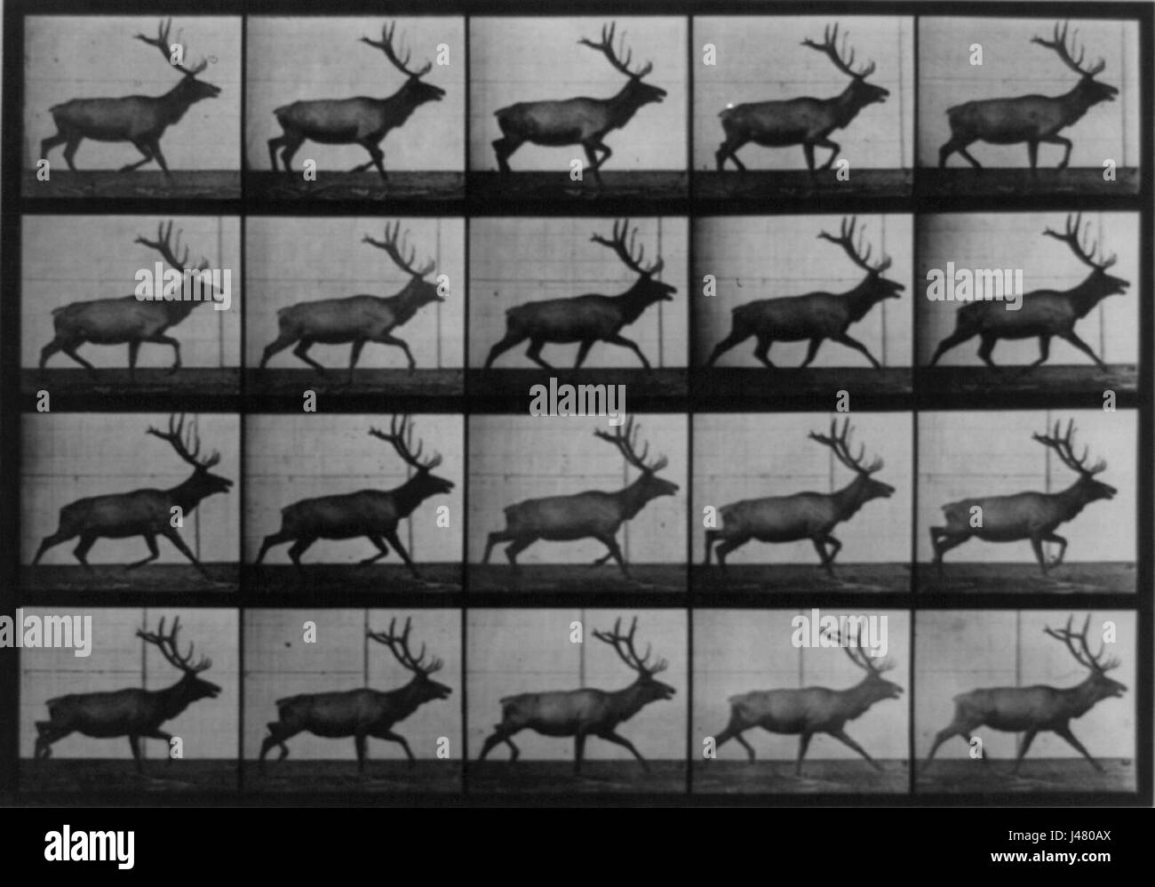 Muybridge's famous photographic sequence of an elk running showcases ...