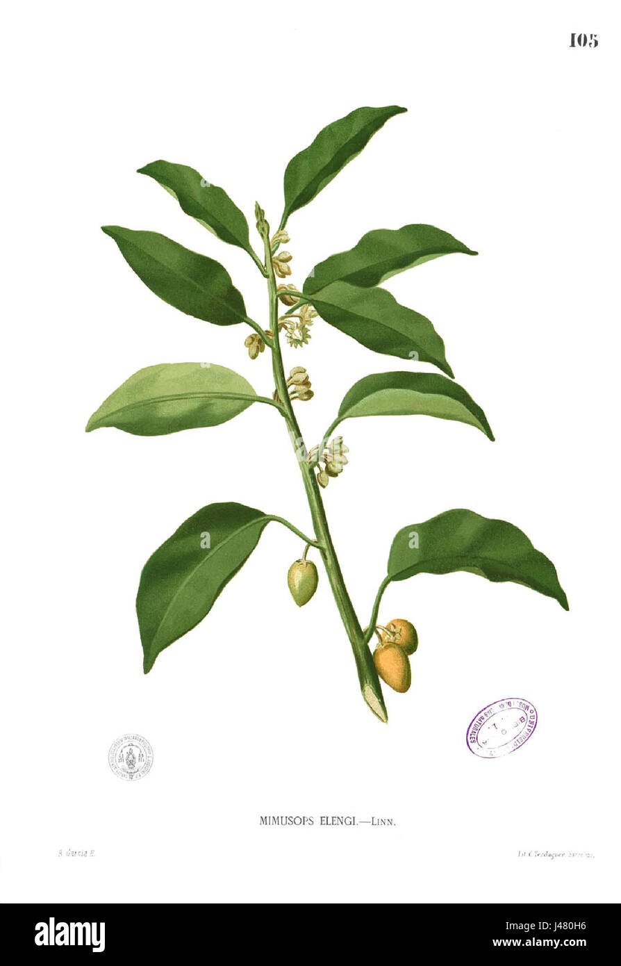 Mimusops elengi, commonly known as the Mediterranean ebony, is a ...