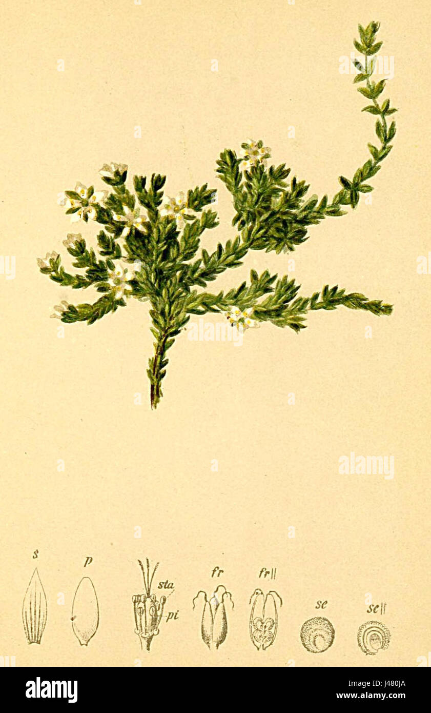 Minuartia rupestris Atlas Alpenflora Stock Photo - Alamy